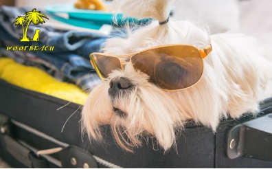 Daywatch: a Woofbeach Company | Half Off One Night Stay at Daywatch Dog ...