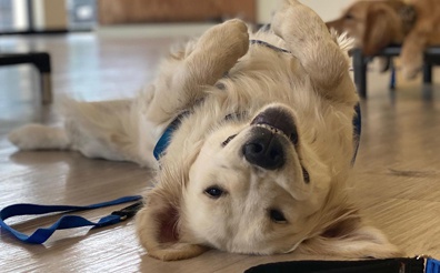 WoofBeach | $12 for $24 toward Dog Grooming Services at WoofBeach - Six ...